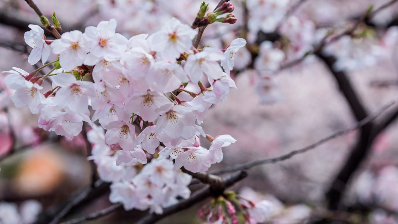 Los cerezos en flor fuera de Japón | Lexus España